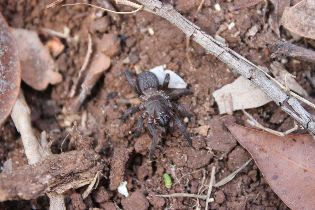 Jakara Brush-footed Spider from Brisbane QLD, Australia on August 27 ...