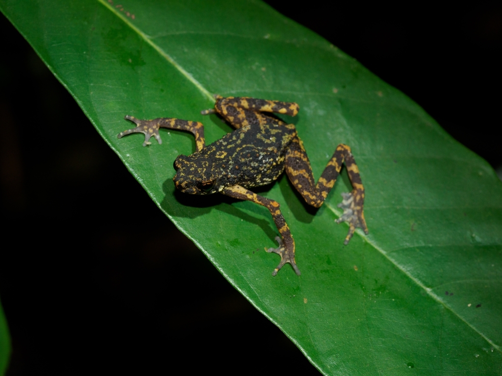Phuket Horned Tree Toad in August 2023 by tovb tunweera · iNaturalist