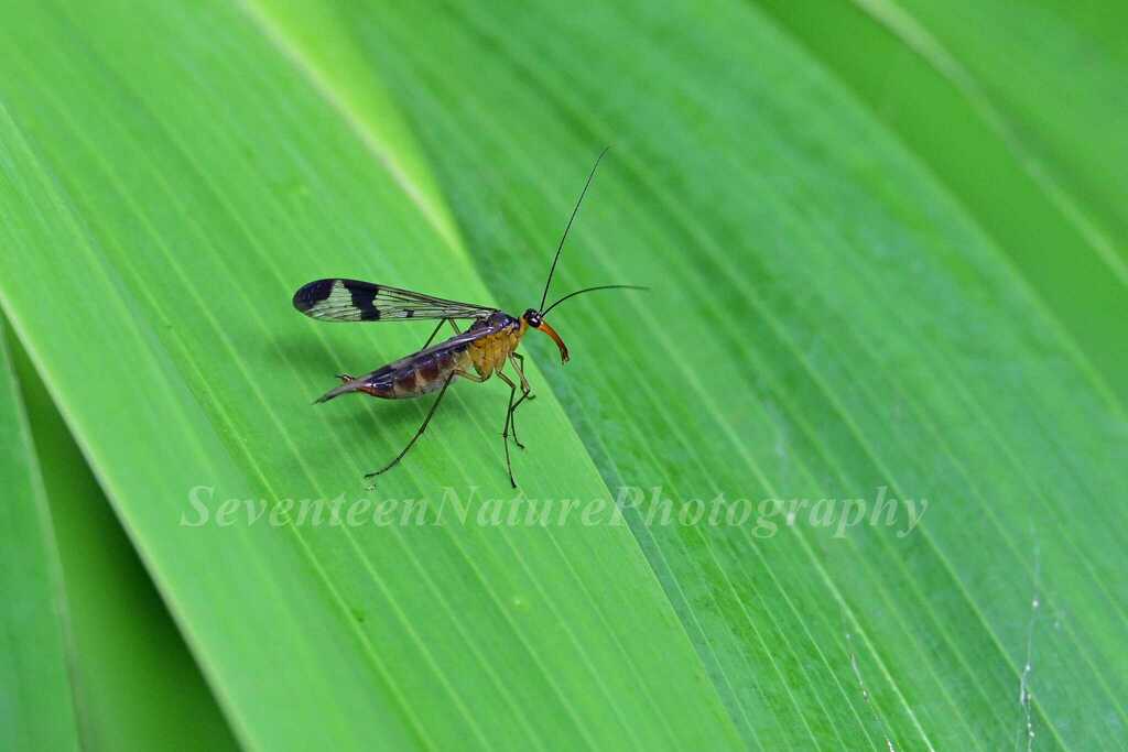 Neopanorpa chelata from 中国四川省成都市大邑县 on August 12, 2023 at 04:46 PM by ...