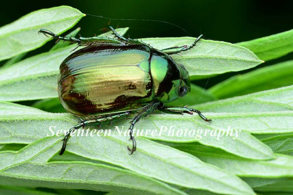 Anomala rugiclypea from 中国四川省成都市大邑县 on August 12, 2023 at 09:10 PM by ...