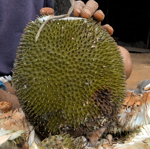 Breadnut in January 2018 by isawe · iNaturalist