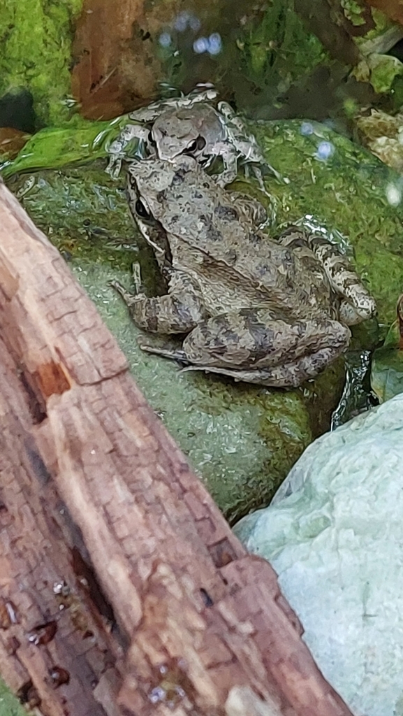 Italian Stream Frog from 81010 San Gregorio Matese CE, Italia on August ...