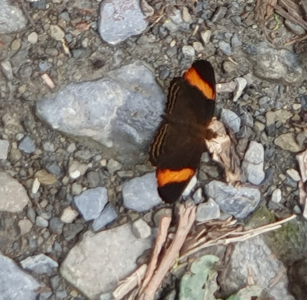 Telenassa jana from Tunquini, Bolivia on August 13, 2023 at 02:41 PM by ...