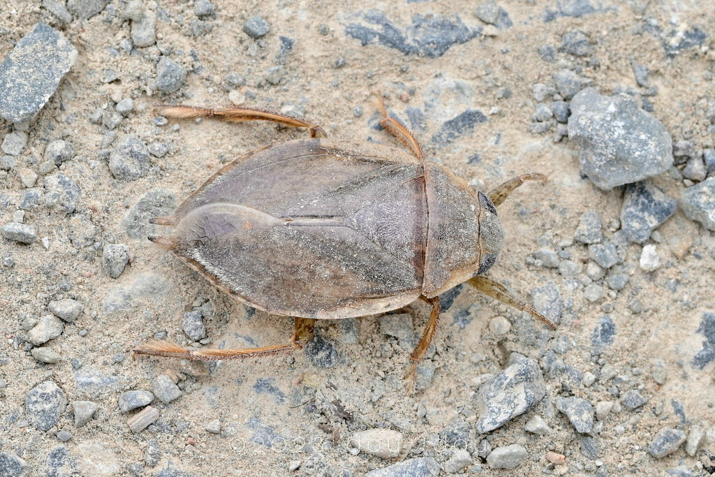 Diplonychus from 中国贵州省黔东南苗族侗族自治州榕江县 on July 25, 2023 at 08:18 PM by 豆豆 ...