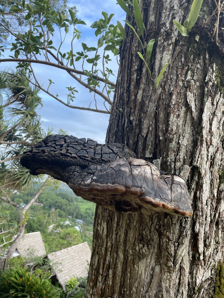 Fungi Including Lichens from Ngerekebesang, Palau, PW on August 27 ...