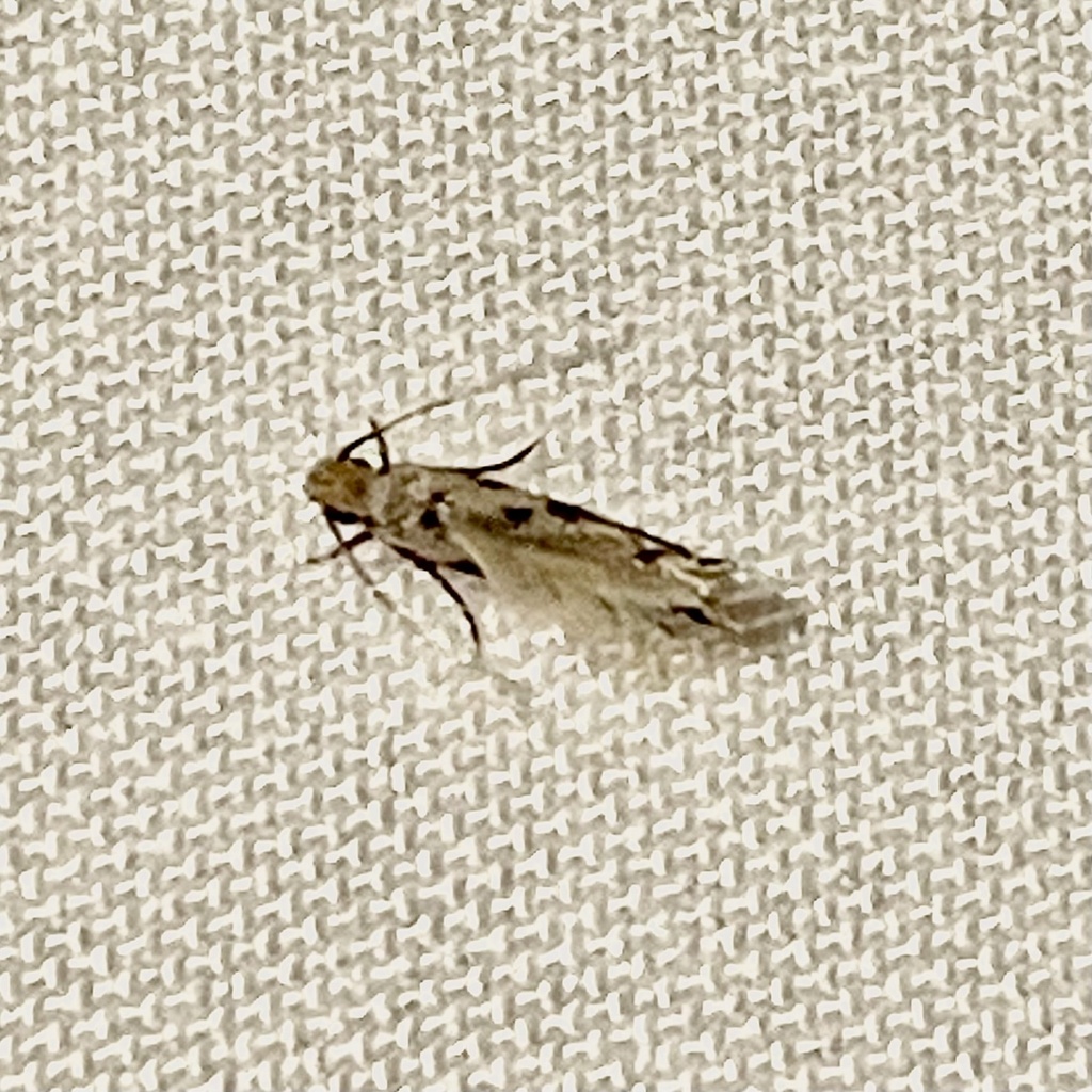 Blastobasid Moths from Ngerekebesang, Palau, PW on August 27, 2023 at ...