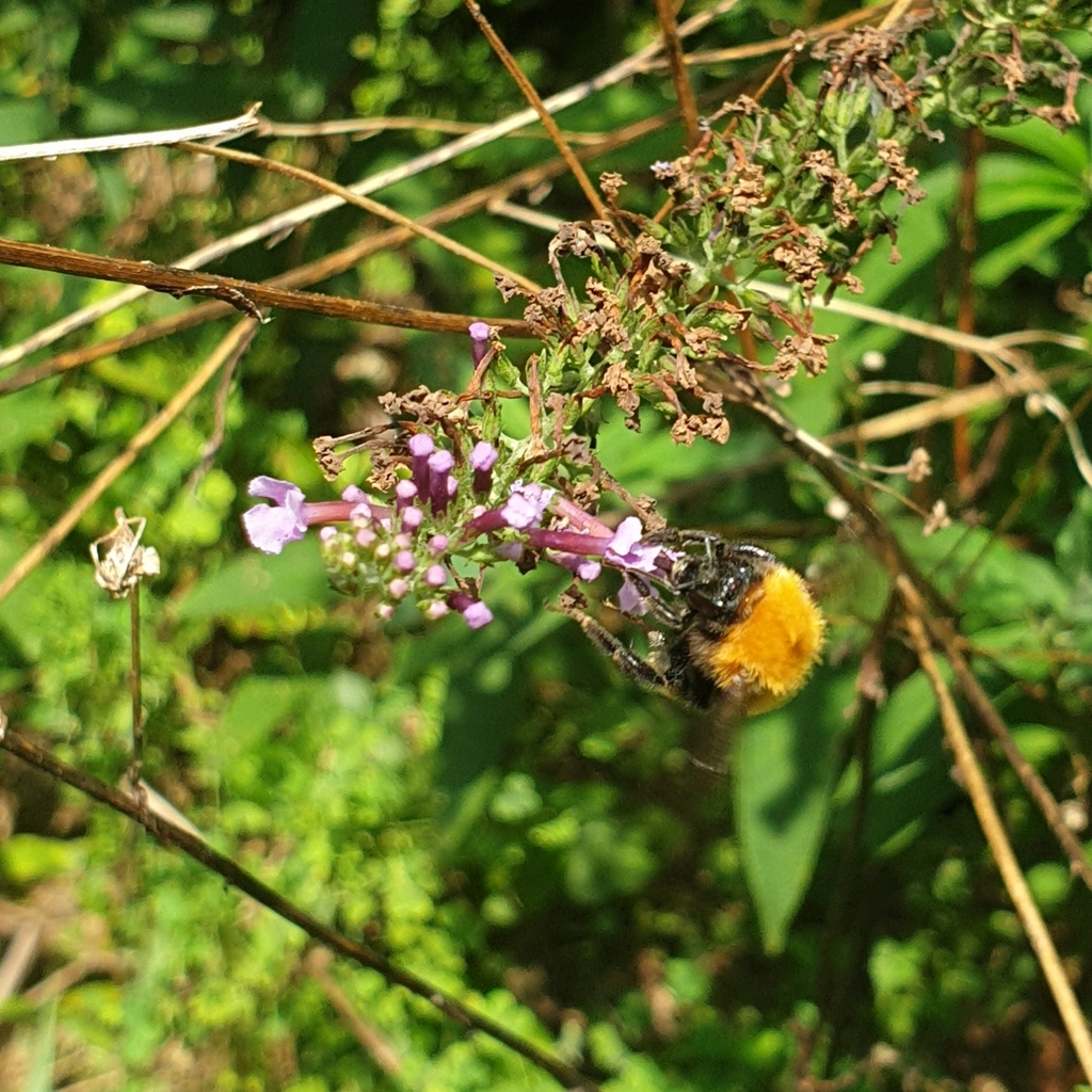 Opulent Bumble Bee from 대한민국 창녕군 소목 on August 27, 2023 at 12:11 PM by ...
