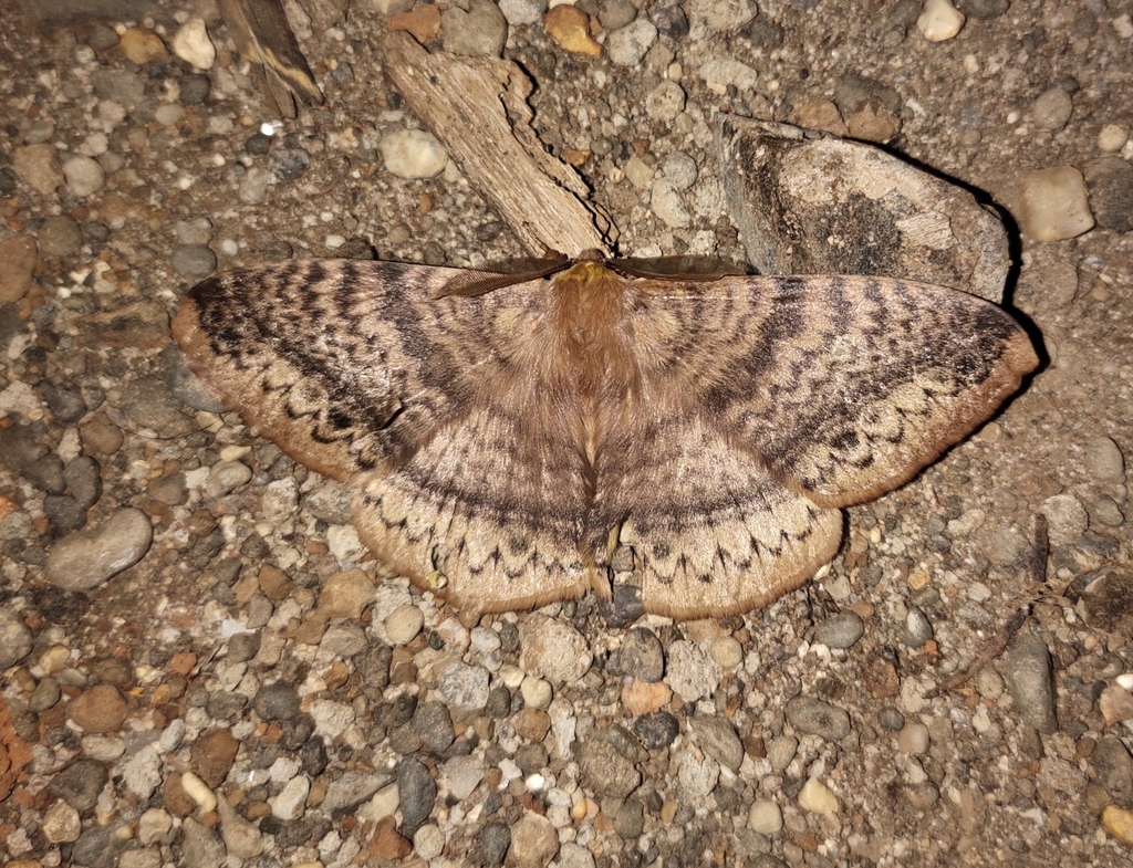 Eupterote from Melghat Tiger Reserve on June 14, 2023 at 09:45 PM by ...