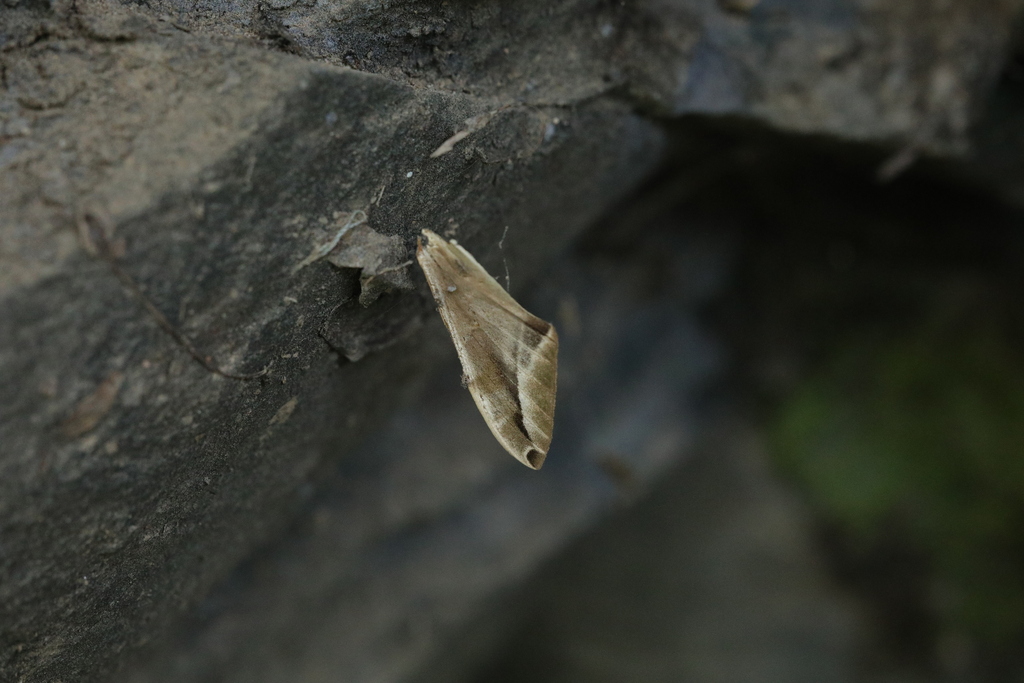 Parum colligata from 北京市海淀区香山南路X6R6+G8G 邮政编码: 100093 on August 26, 2023 ...