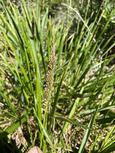 Renvoizea trinii · iNaturalist Panamá