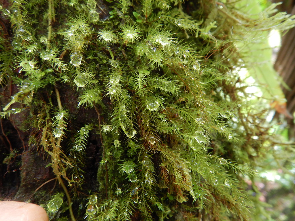 Pyrrhobryum spiniforme from Río Blanco, Naguabo 00718, Puerto Rico on ...