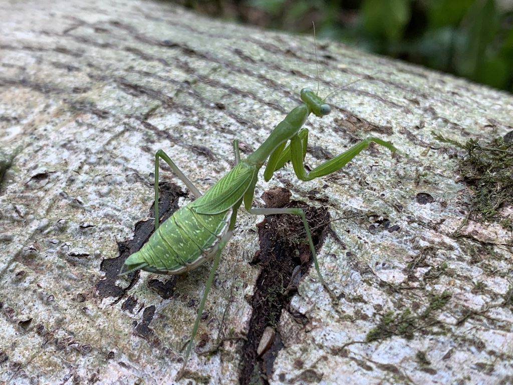 Miomantis montana from Nyamasheke, RW on August 26, 2023 at 10:07 AM by ...