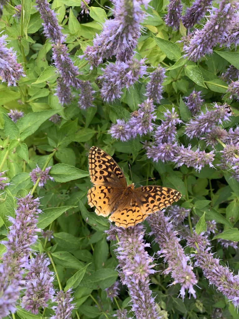 Great Spangled Fritillary from Grist Mill Rd, Tillson, NY, US on August ...