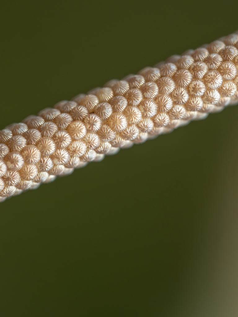 Large Yellow Underwing from Frauenland, Würzburg, Deutschland on August ...