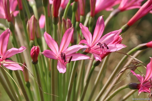 Giant Candelabra (Brunsvigia grandiflora) · iNaturalist