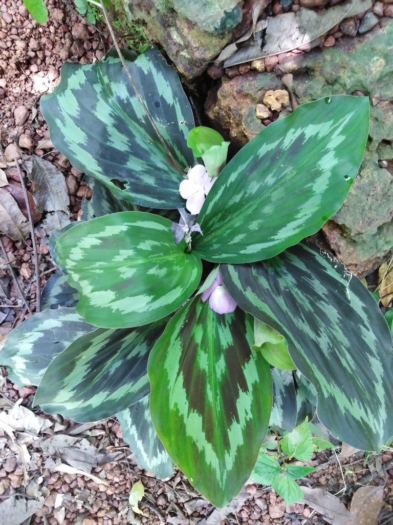 peacock gingers from Kundanchal Devastanam Road on August 26, 2023 at ...