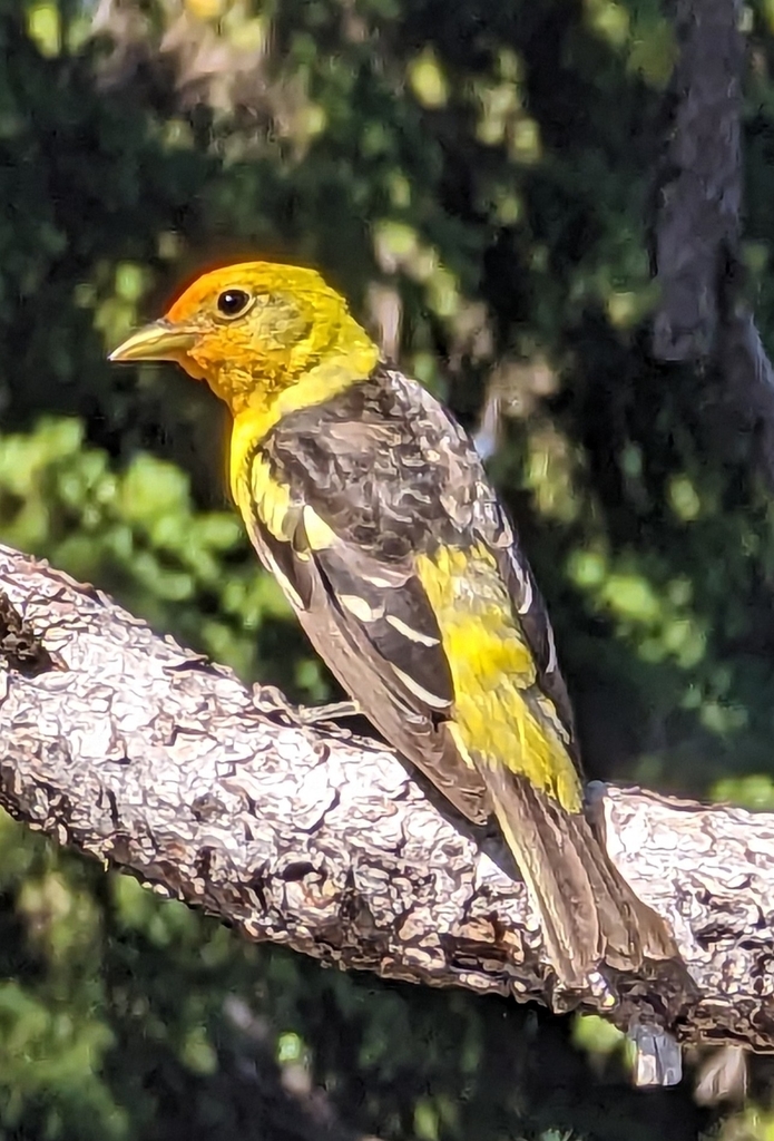 Western Tanager from Rim Village, Crater Lake National Park, OR 97604 ...