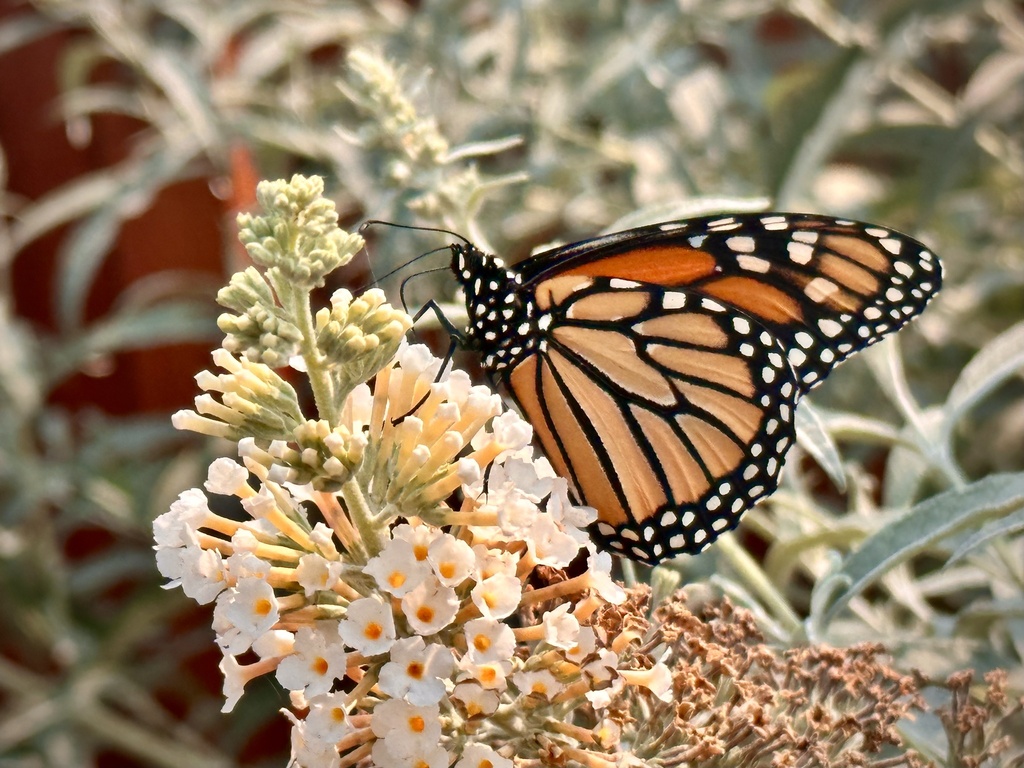 Monarch from Nottingham Terr, Eagle Point, OR, US on August 27, 2023 at ...