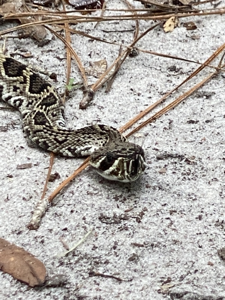 Eastern Diamondback Rattlesnake in August 2023 by Heather Hall ...
