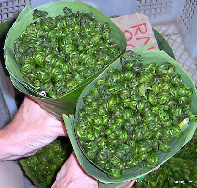 swamp vine fern from kuching, sarawak, borneo on January 1, 2003 at 01: ...