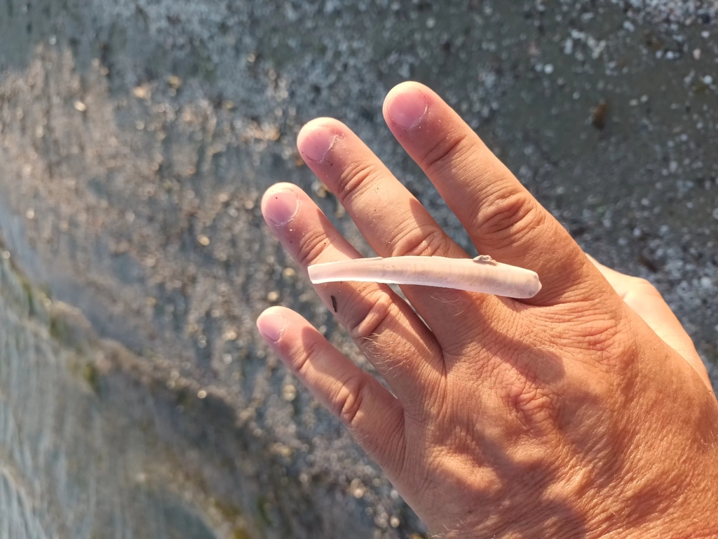 Common Razor Shell from Άβδηρα 670 61, Ελλάδα on August 27, 2023 at 09: ...