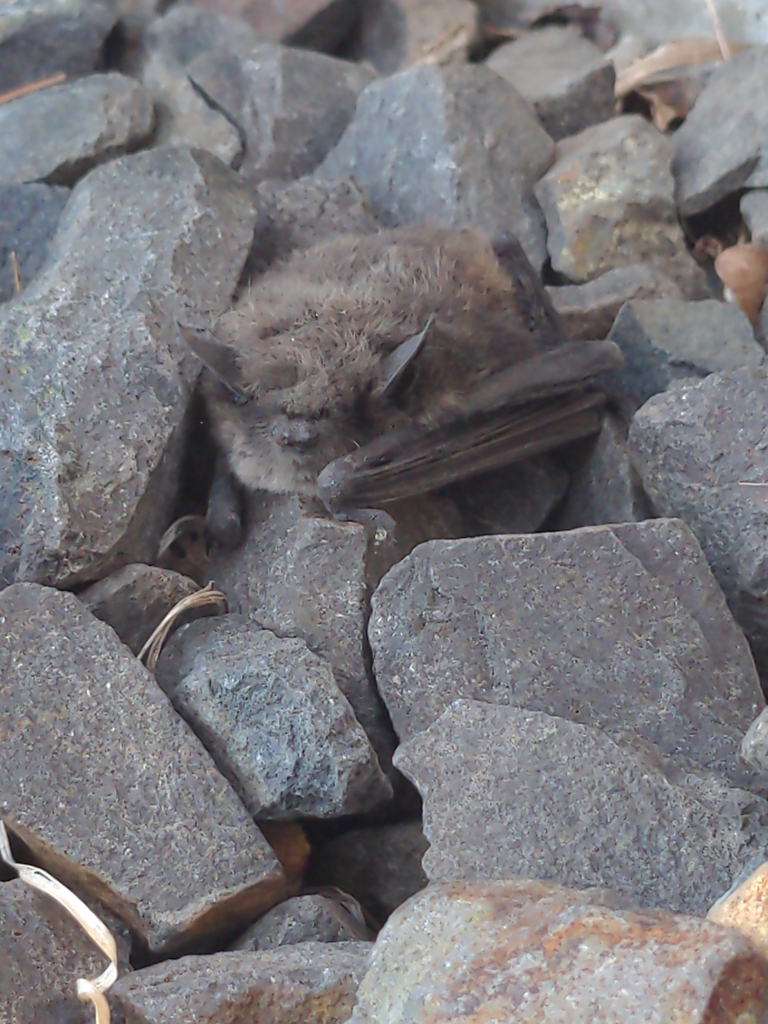 Evening Bats from Union Gap, WA 98903, USA on August 8, 2023 at 08:48 ...
