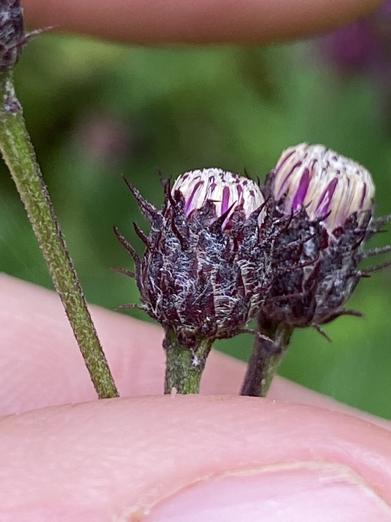 Broadleaf Ironweed from Rockfish River Rd, Shipman, VA, US on August 27 ...