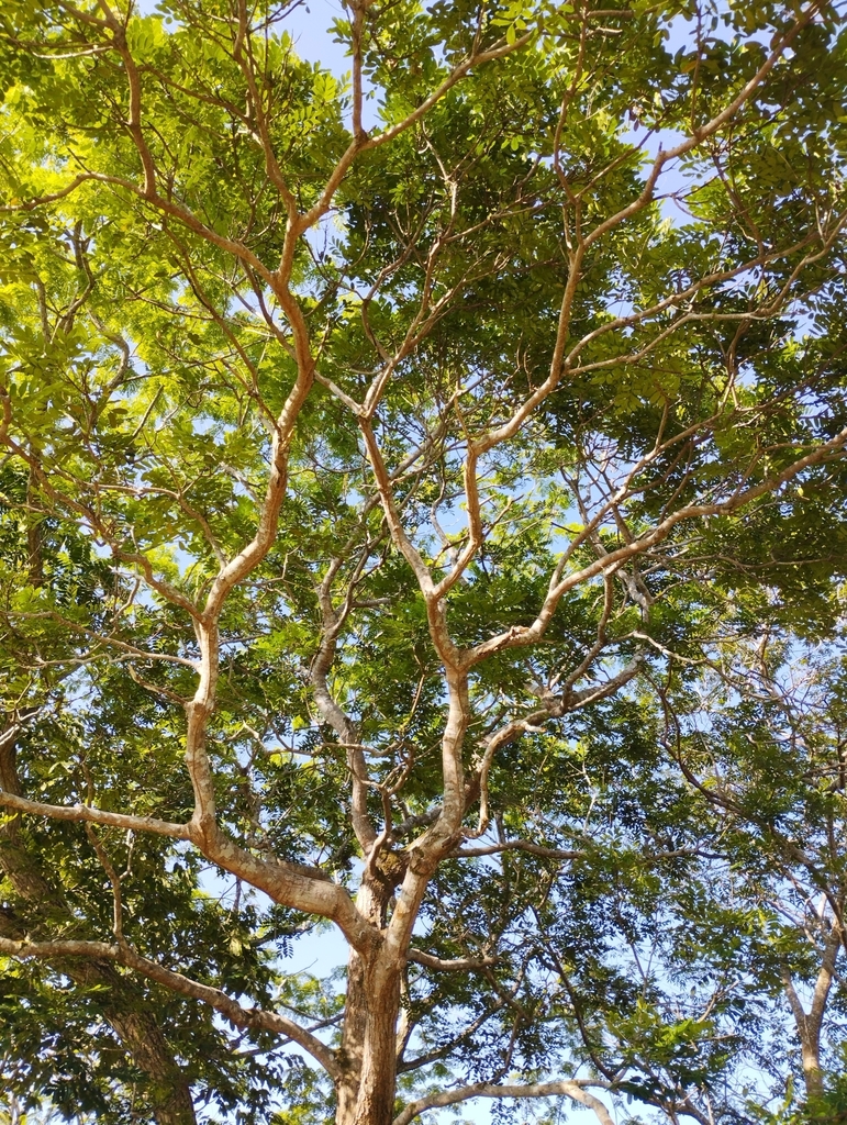 Paradise Tree from Fortul, Arauca, Colombia on August 27, 2023 at 07:59 ...