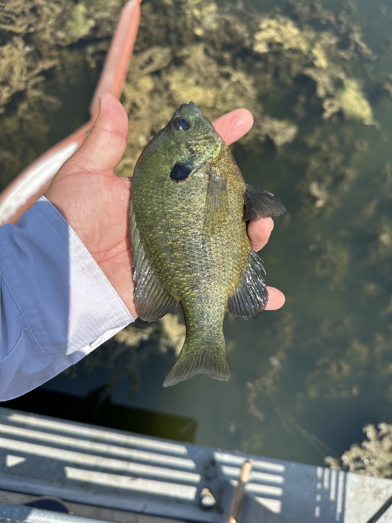 Bluegill × Redear Sunfish from Ann and Roy Butler Trail, Austin, TX, US ...
