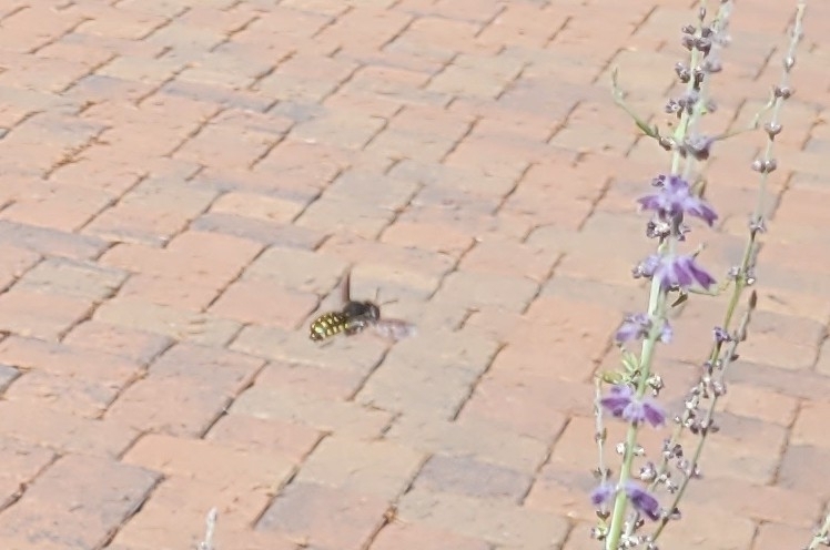 Winged and Once-winged Insects from Payson, AZ 85541, USA on August 24 ...