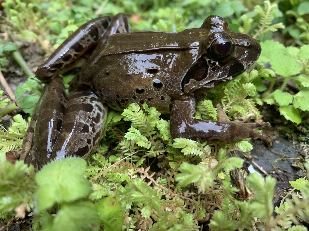 Ruwenzori River Frog from Waterfall trail, Nyamasheke, RW on August 24 ...