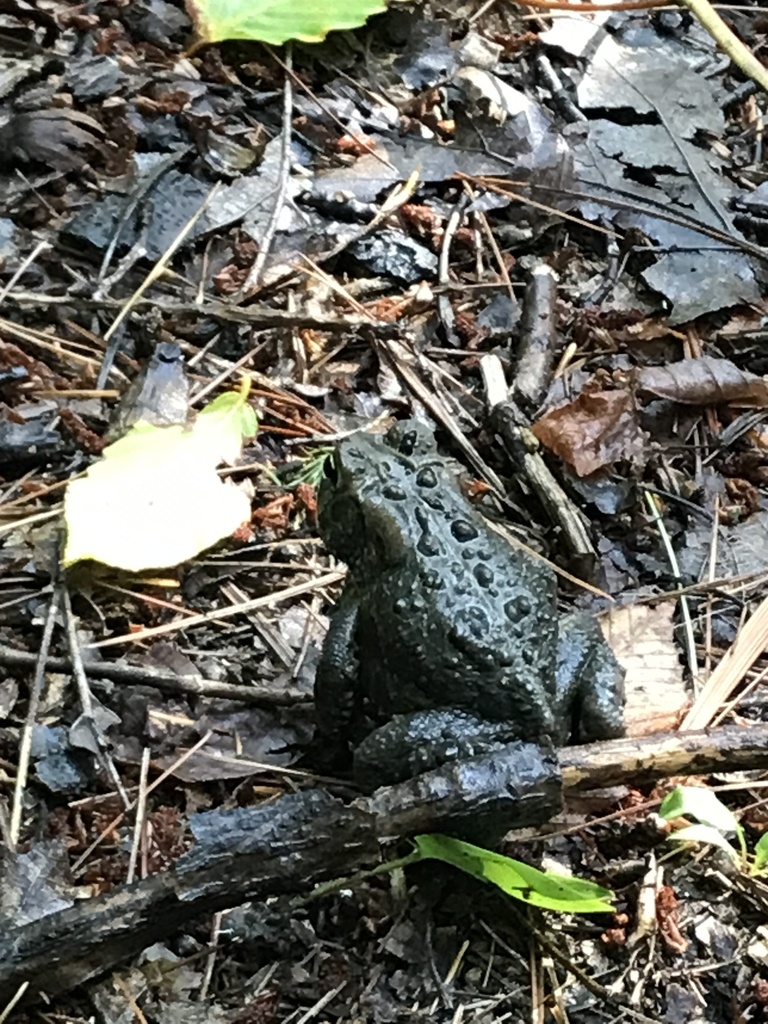 American Toad from Morgan Arboretum, Senneville, QC, CA on September 14 ...