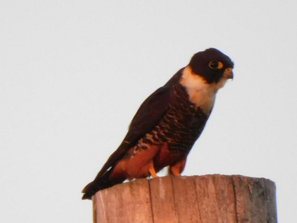 Bat Falcon from RGV on January 15, 2022 at 04:52 AM by Ivan Richardson ...