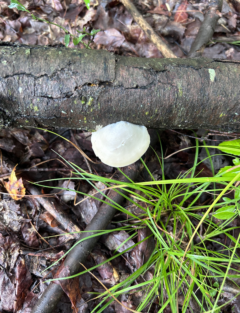 White Cheese Polypore from Broome County, NY, USA on August 25, 2023 at ...
