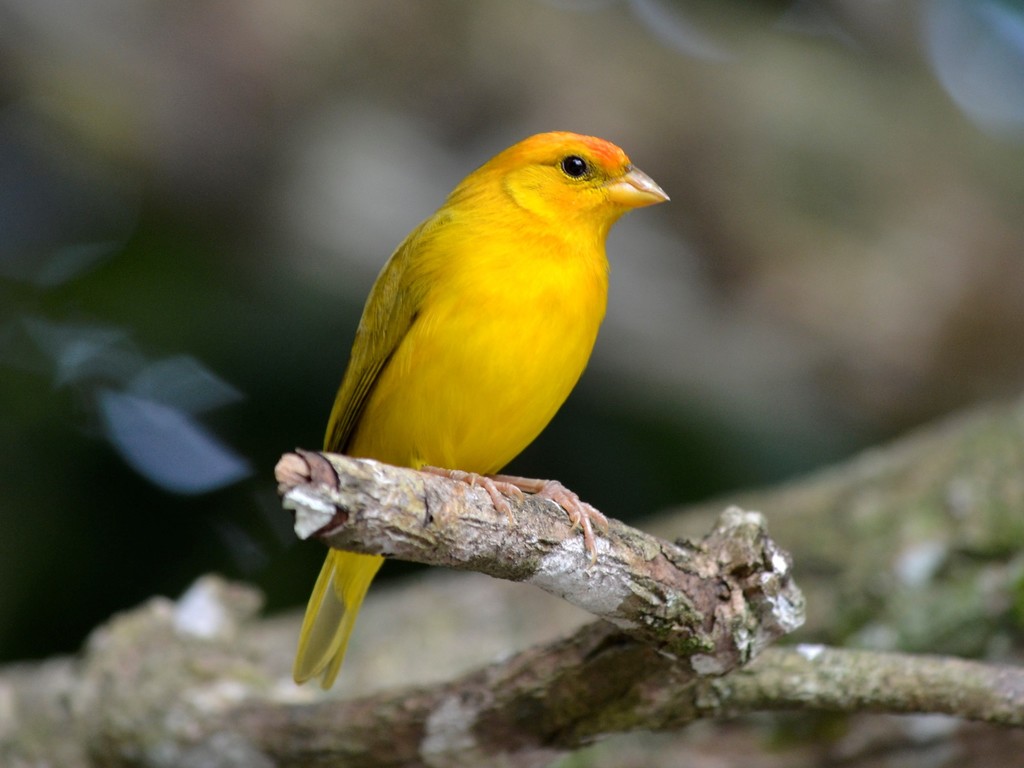 Yellow Finch