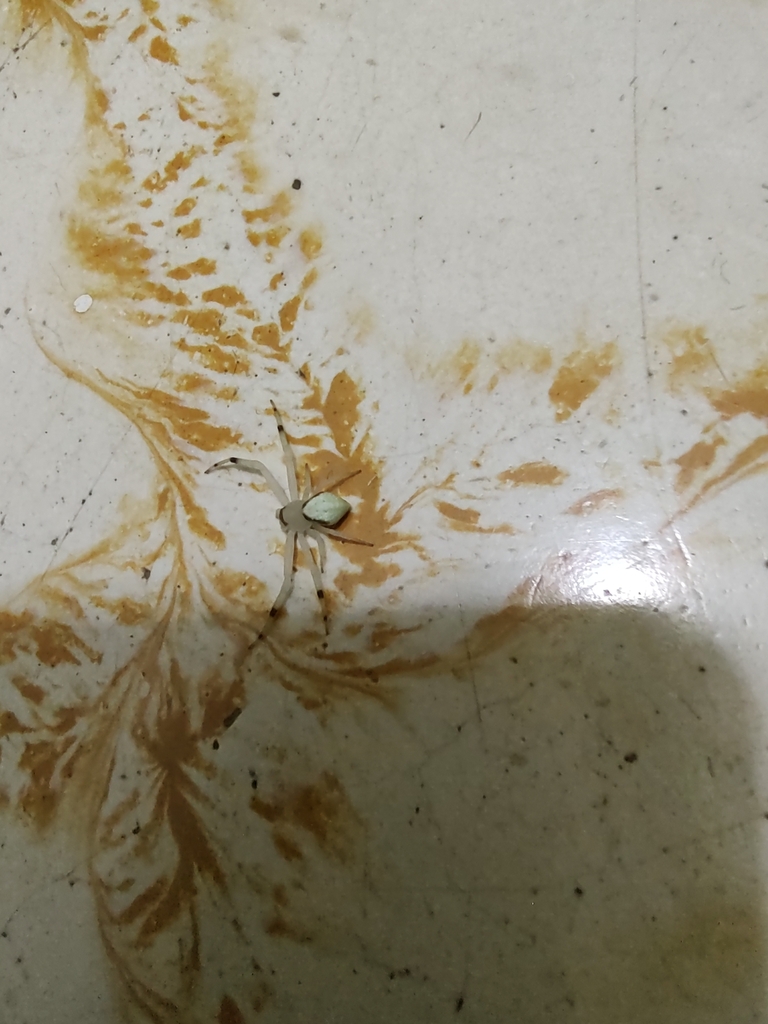 Misumenini from Sandy Bay on May 29, 2023 at 03:19 PM by Bayron Guzman ...
