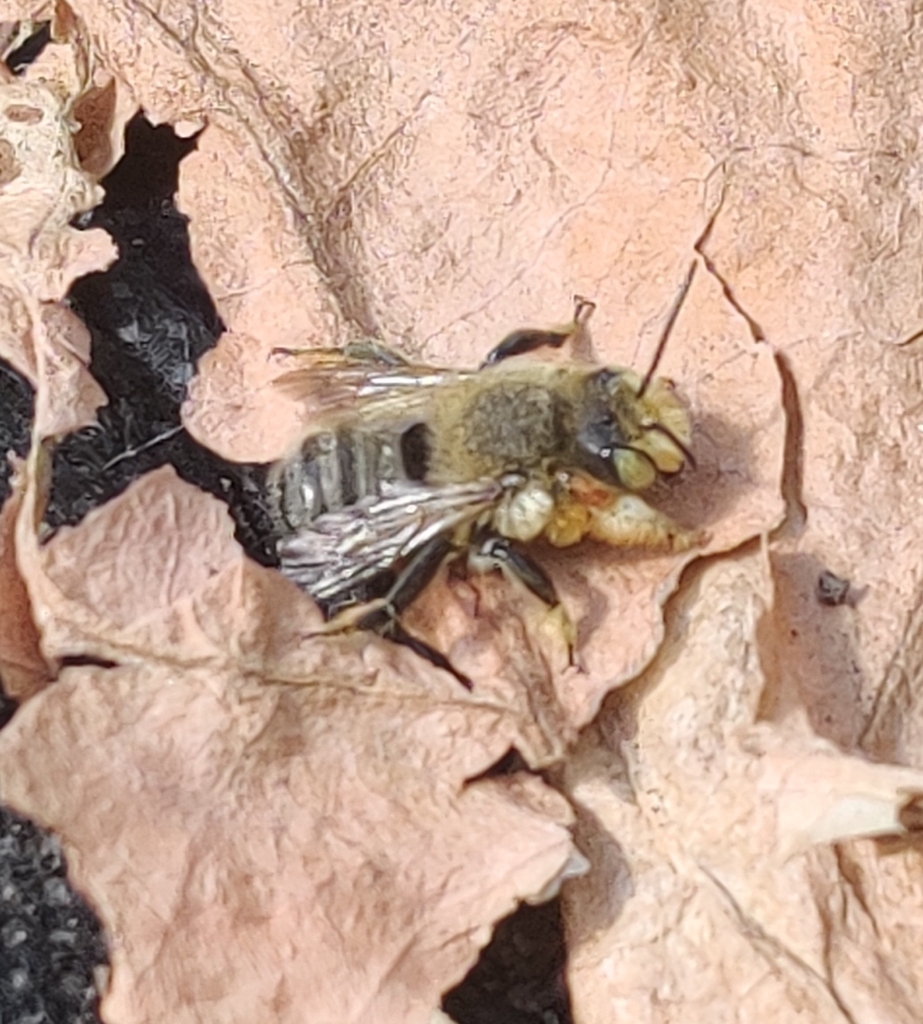 broad-handed leafcutter bee from Highland Park, St Paul, MN, USA on ...