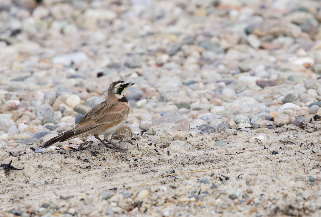 Horned Lark from Barnstable, MA, USA on August 26, 2023 at 02:15 PM by ...