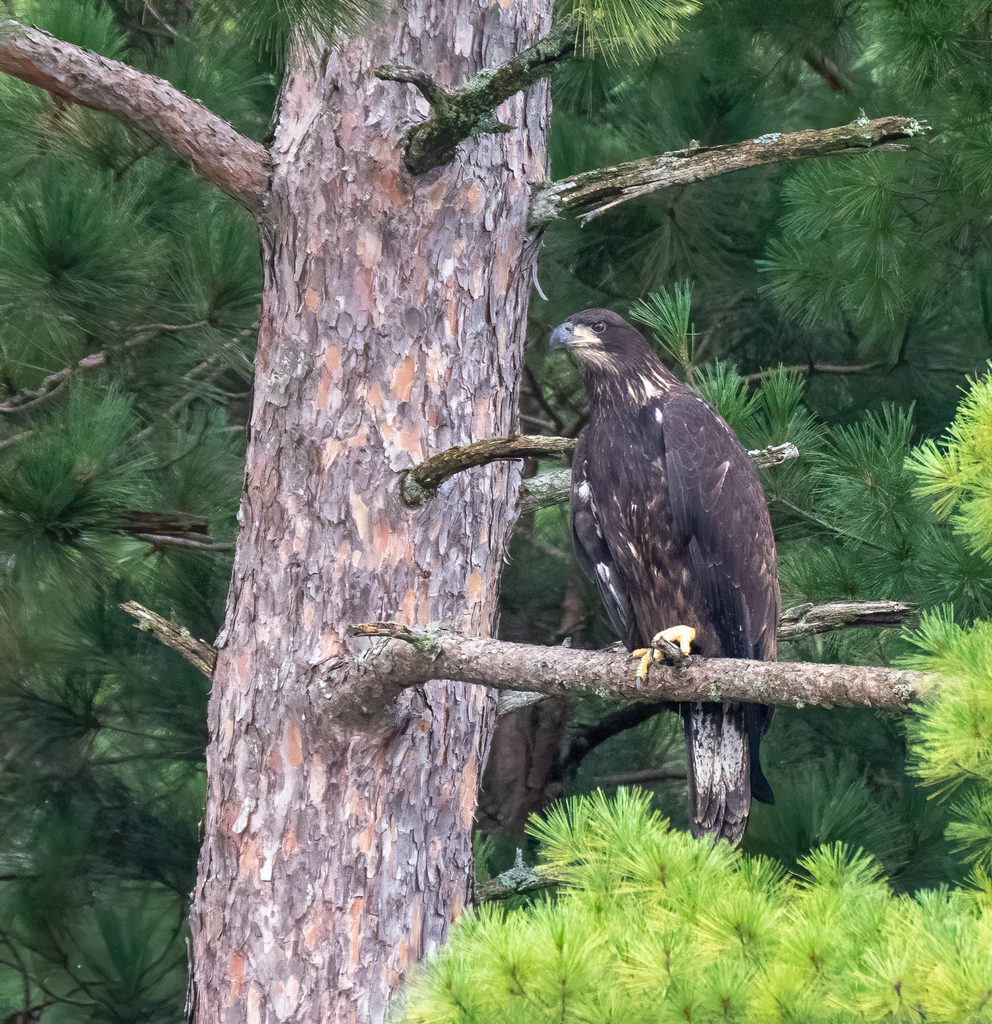 Bald Eagle from Vilas County, WI, USA on August 22, 2023 at 12:51 PM by ...