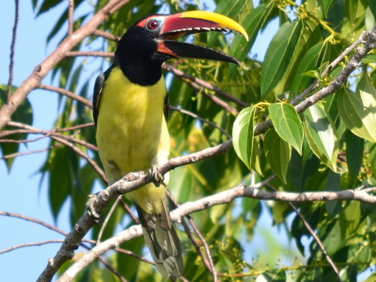 Green Aracari