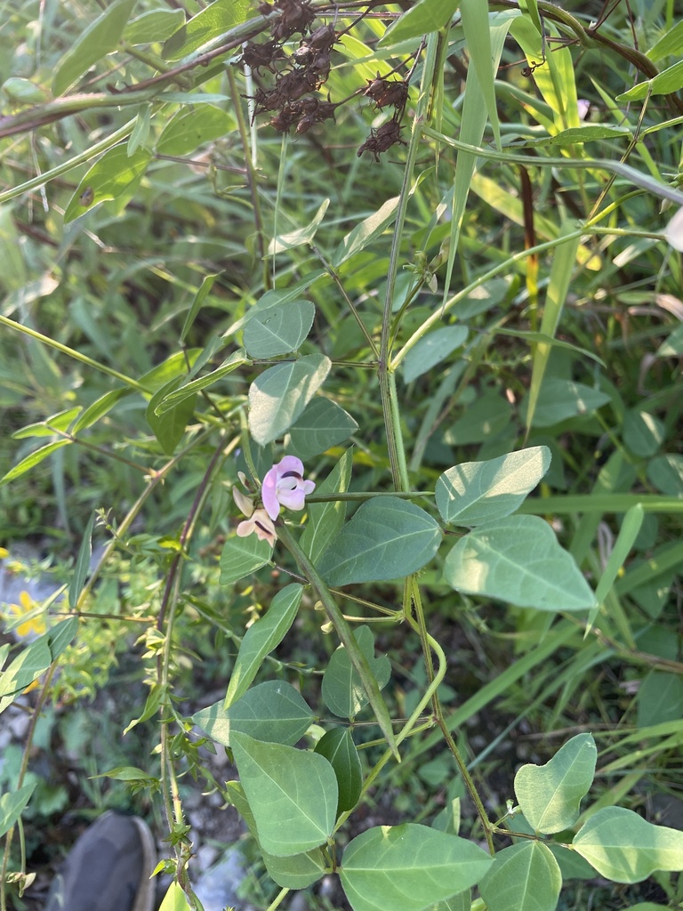 trailing fuzzy-bean from Peninsula Dr, Erie, PA, US on August 26, 2023 ...