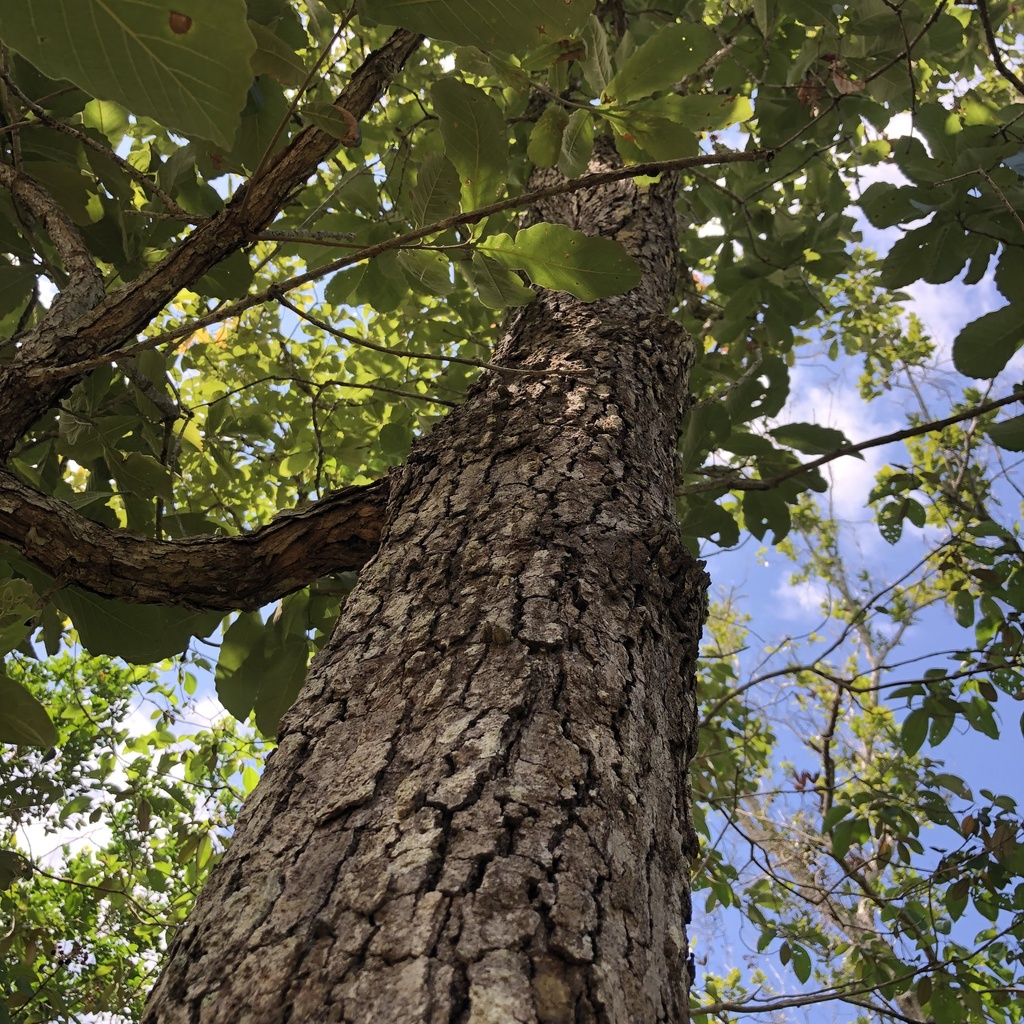 Quercus resinosa from Puerto Vallarta, Jal., MX on August 27, 2023 at ...