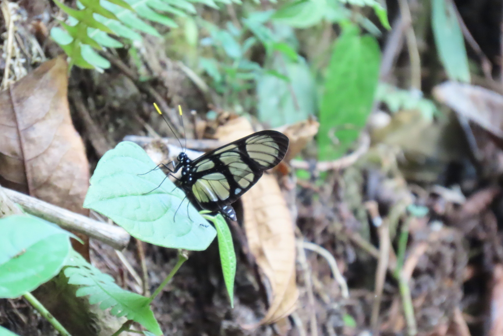 Patia orise from Nor Yungas, Bolivia on August 25, 2023 at 10:59 AM by ...