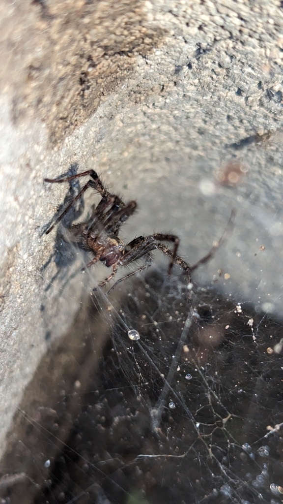 Grass Spiders from Geneva Township, OH 44041, USA on August 27, 2023 at ...