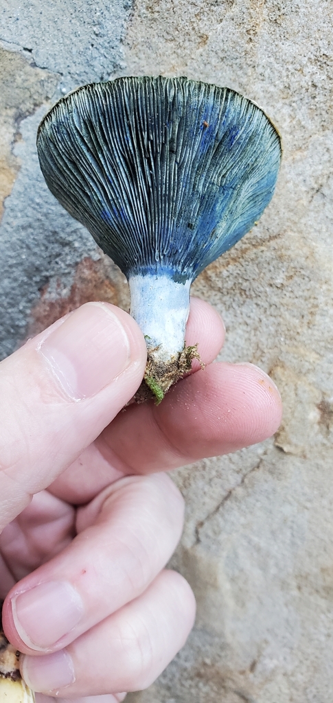 indigo milk cap from Hixson, Chattanooga, TN, USA on August 27, 2023 at ...