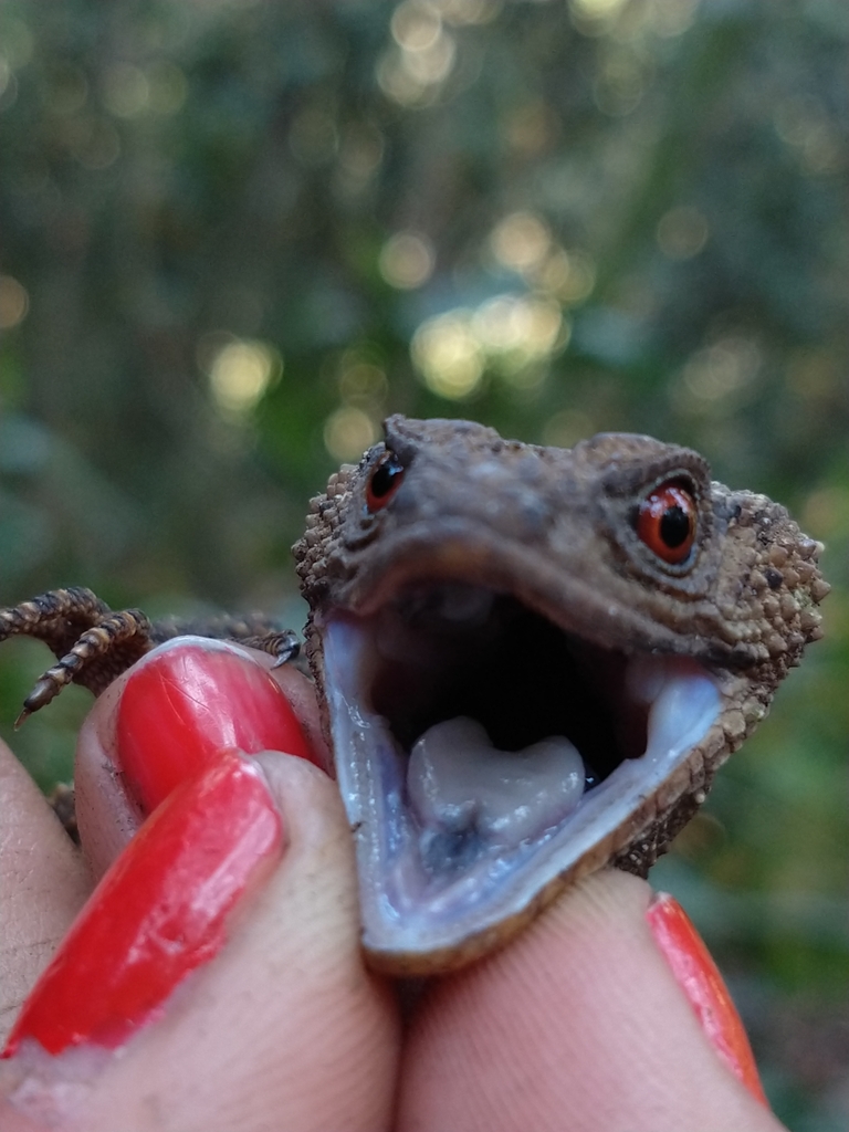 Knob-scaled Lizard from Unnamed Road, Veracruz, México on February 15 ...
