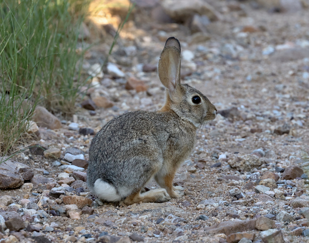 Desert Cottontail from Cochise County, AZ, USA on August 27, 2023 at 07 ...