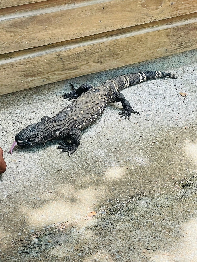 Guatemalan Beaded Lizard from V667+RHJ, Cabañas, Guatemala on August 26 ...