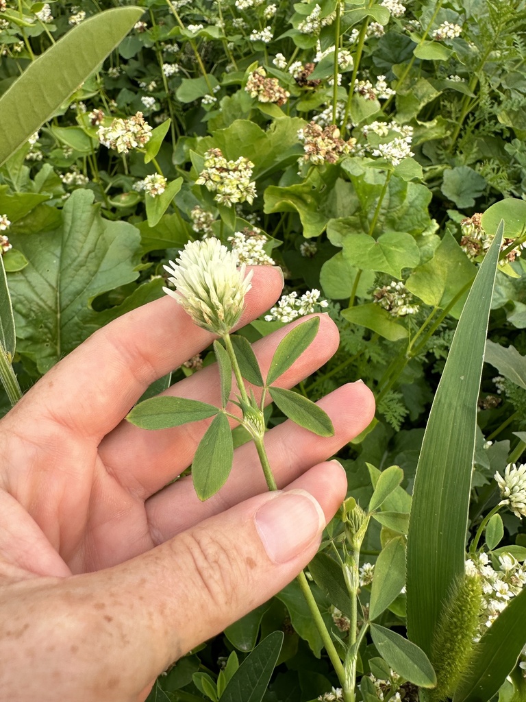 Egyptian clover from Deschutes National Forest, Sisters, OR, US on ...