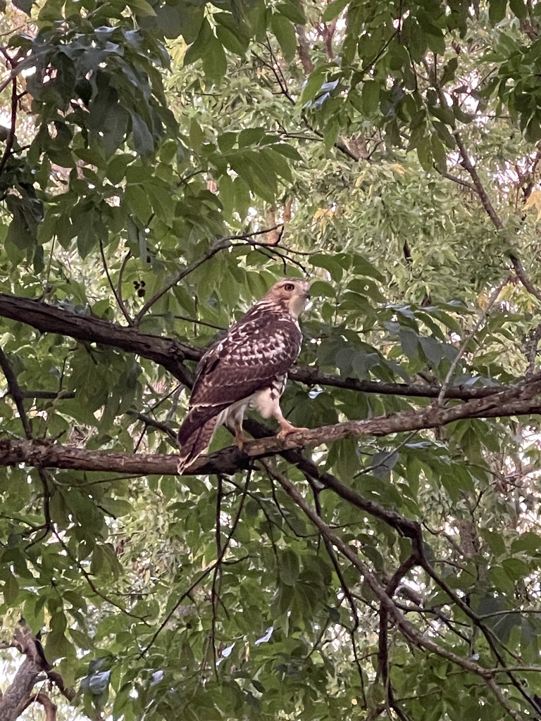 Red-tailed Hawk from Andover Village Dr, Lexington, KY, US on August 27 ...